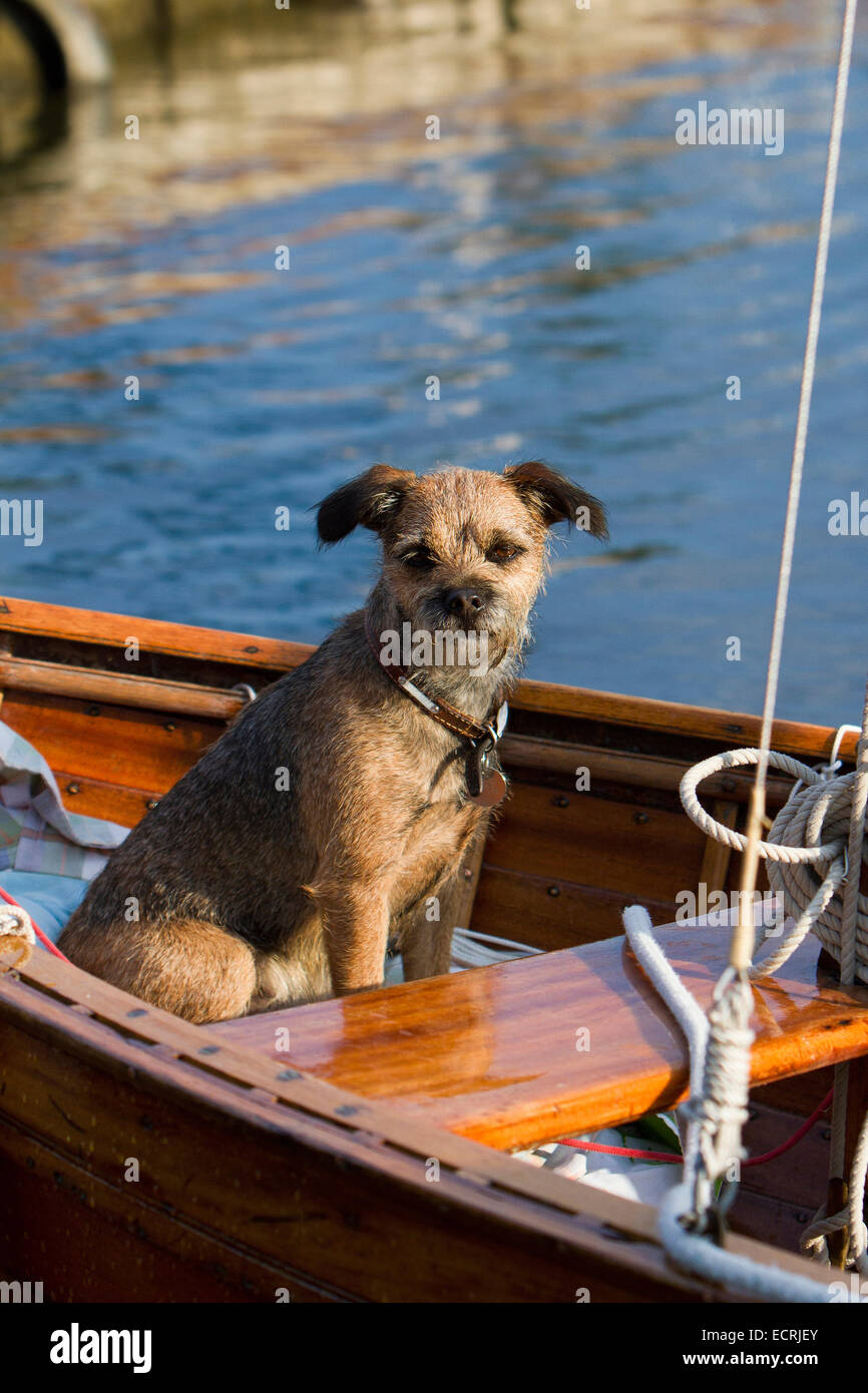 Old dog in sail dinghy on the Norfolk Broads Stock Photo - Alamy
