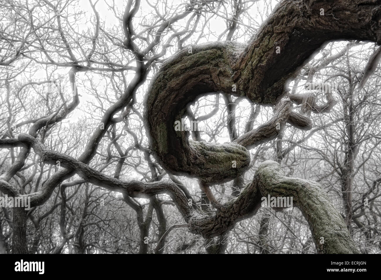 Tangle of bare tree branches in winter Stock Photo - Alamy