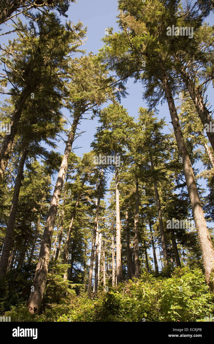 Tall trees on the Nuu Chah Nulth Trail, Pacific Rim national park ...