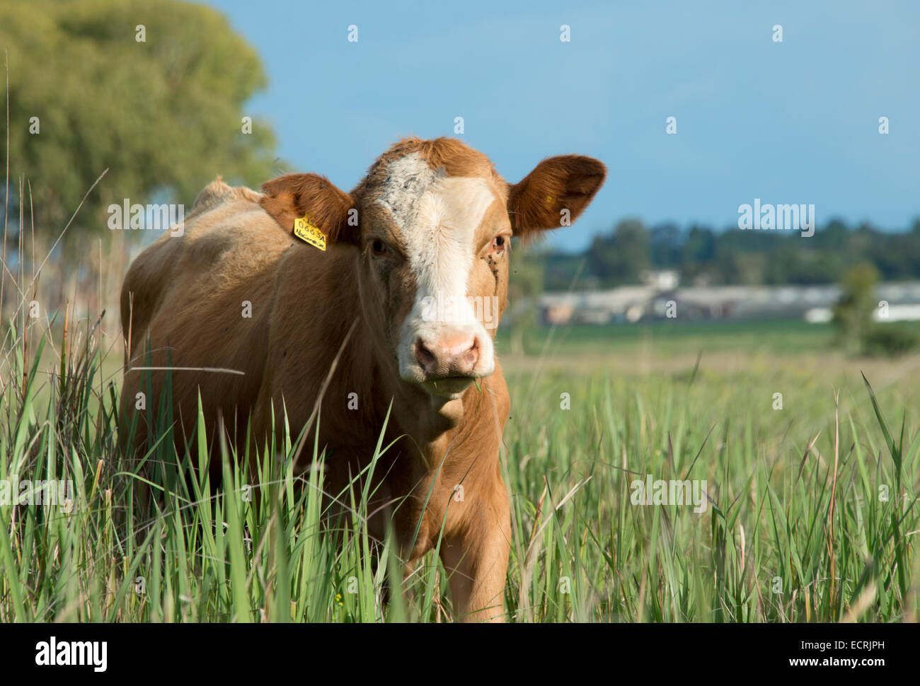 A herd of African Cattle Stock Photo - Alamy