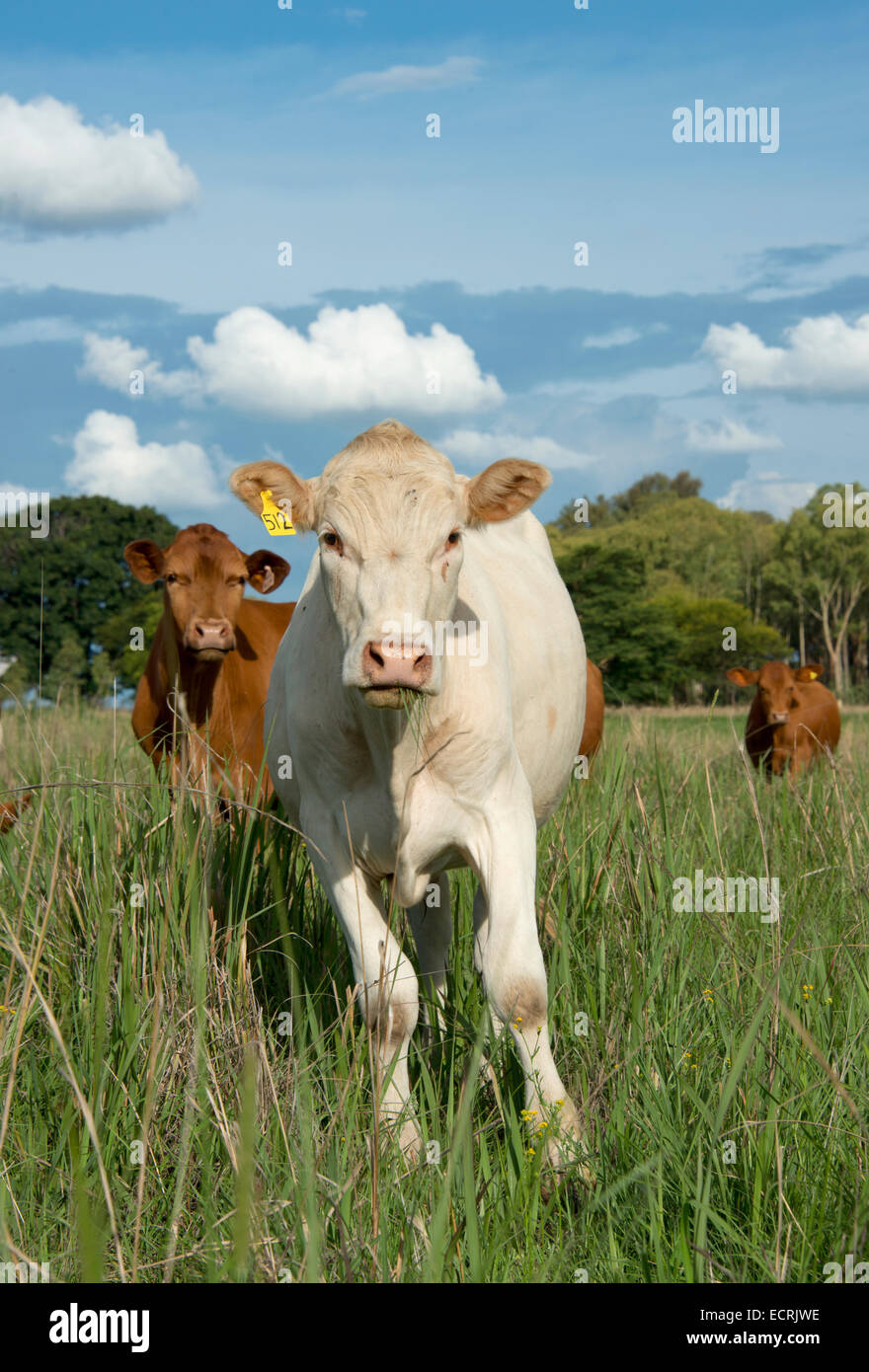 A herd of African Cattle Stock Photo - Alamy