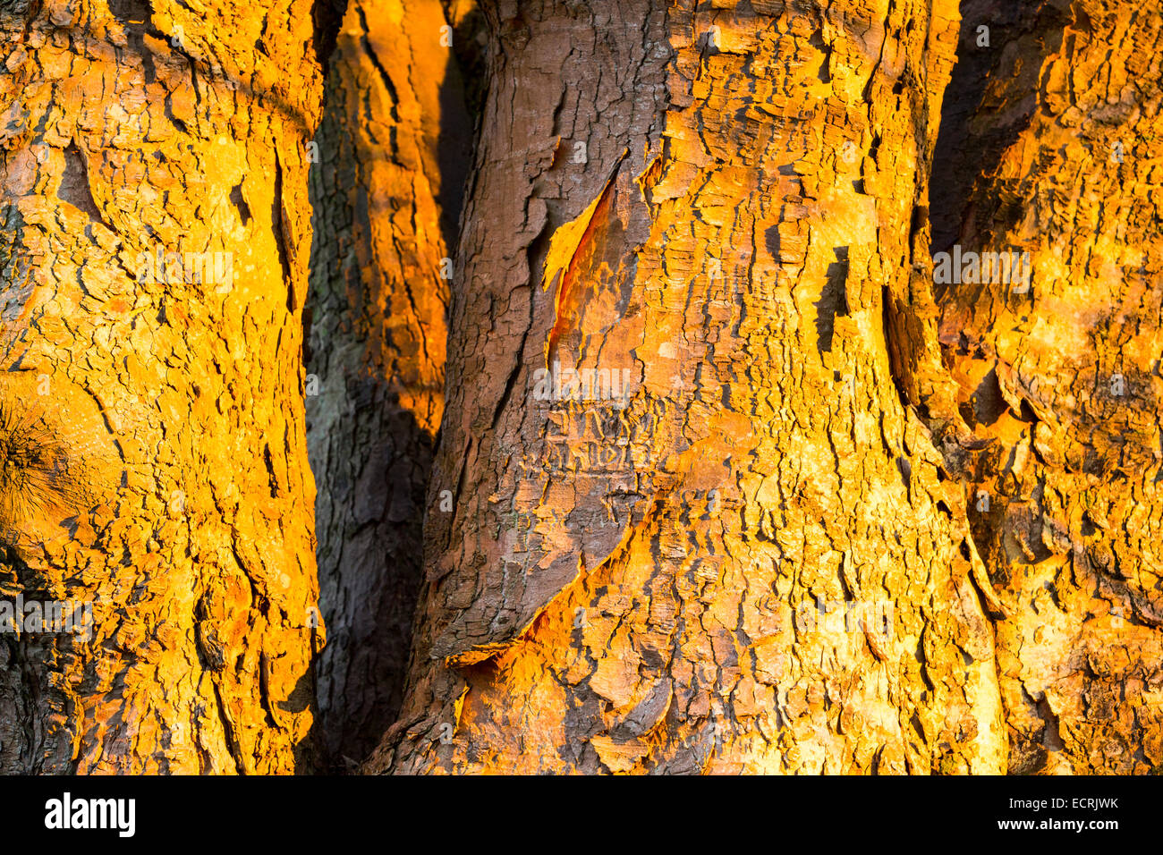 Sycamore Tree Peeling Bark Stock Photos & Sycamore Tree Peeling Bark ...