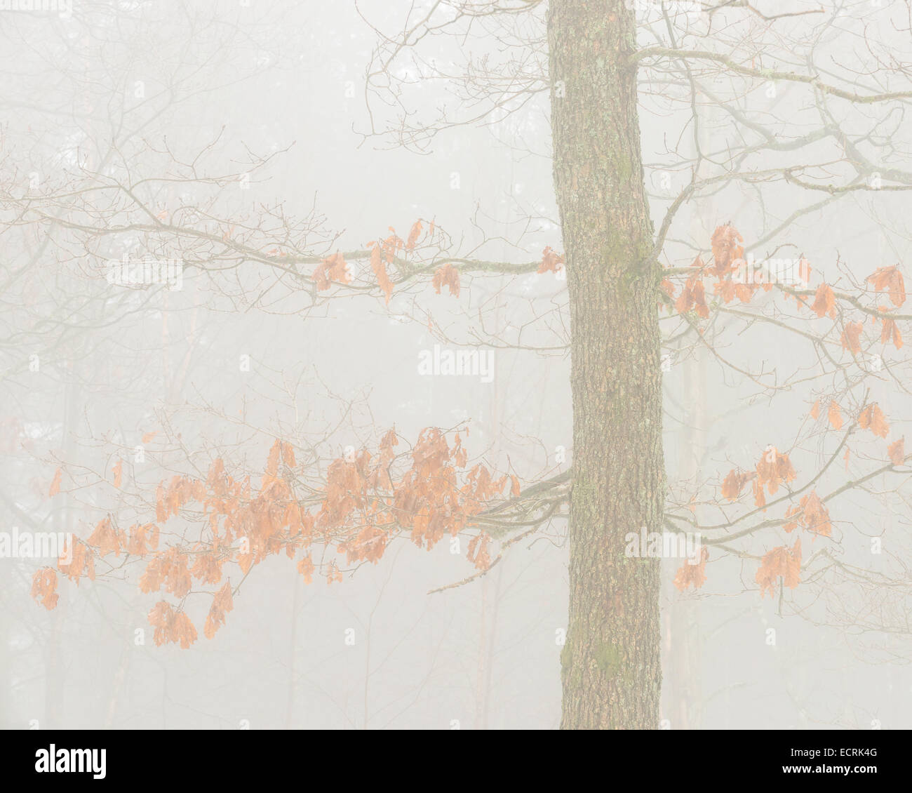 Remaining colors hi-res stock photography and images - Alamy