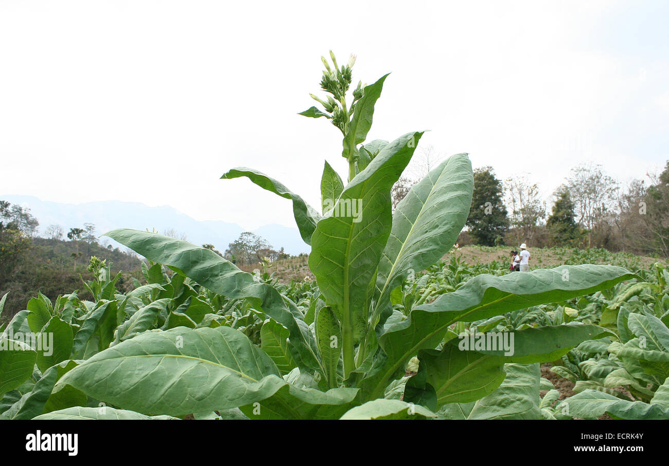 2010. Tobacco field chittagong in bangladesh. tobacco bangladesh ...