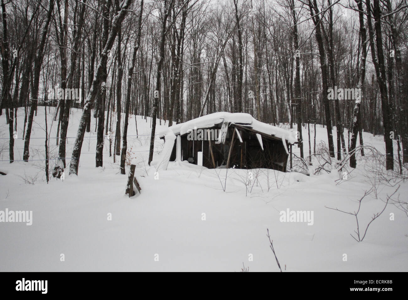 Maple Syrup farm in Quebec Stock Photo - Alamy