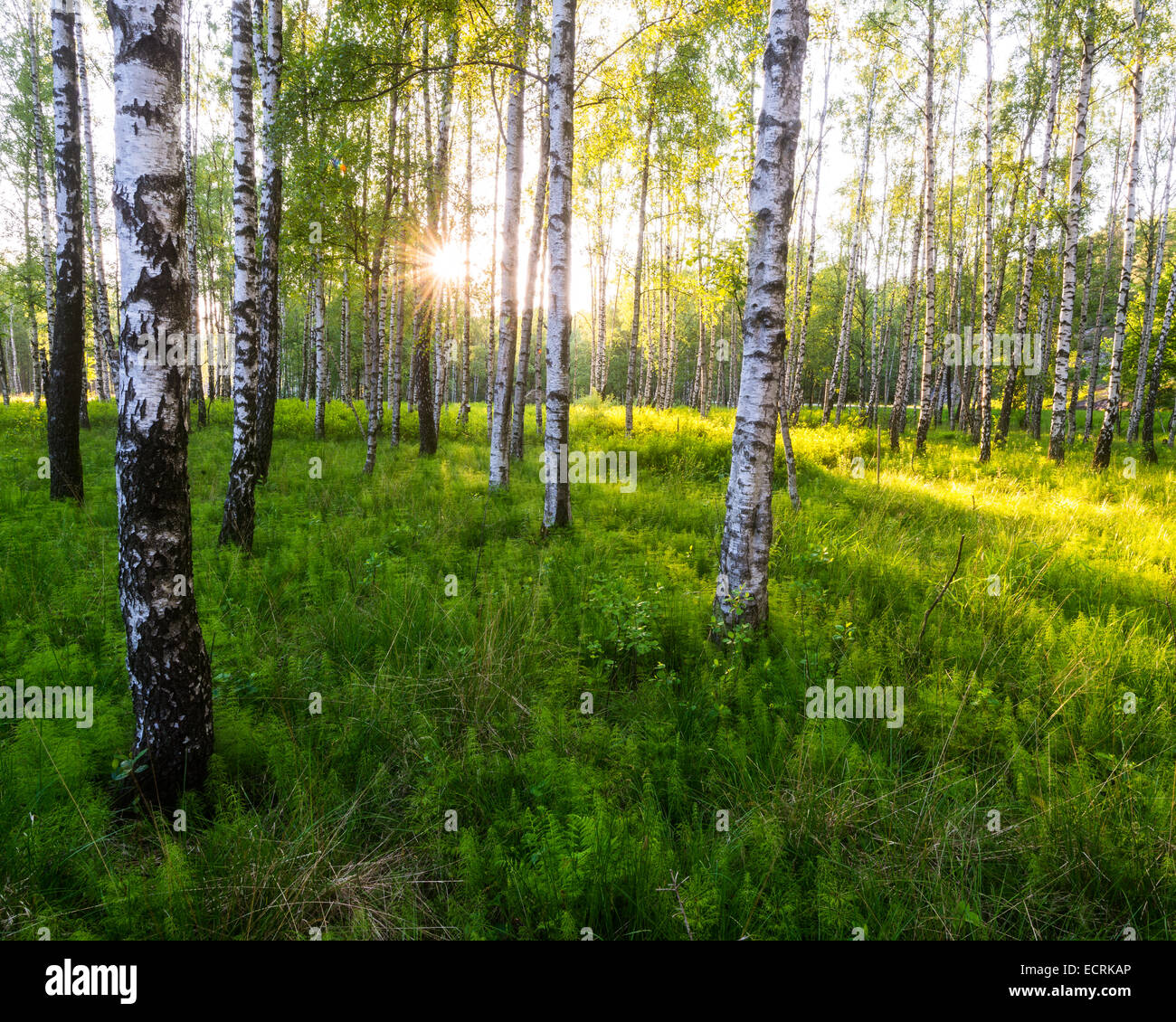 Sunlight through a forest of birch trees and green grass Stock Photo ...