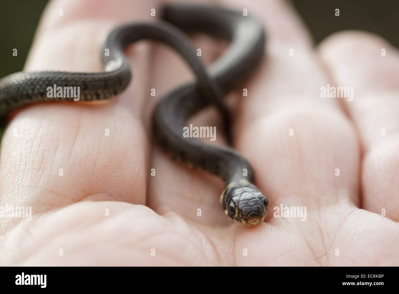 Snake handling hi-res stock photography and images - Alamy