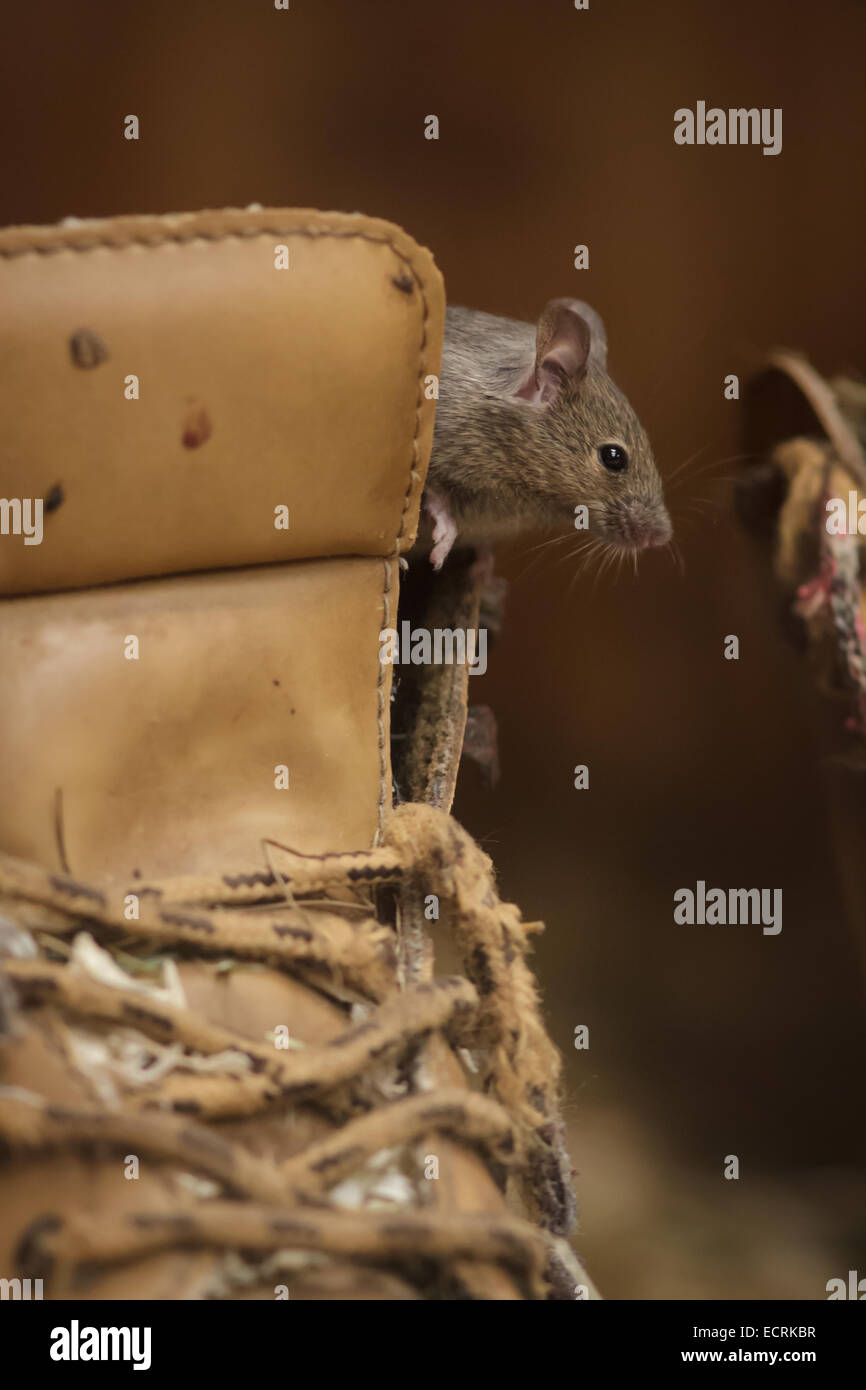 Peeping mouse hi-res stock photography and images - Alamy