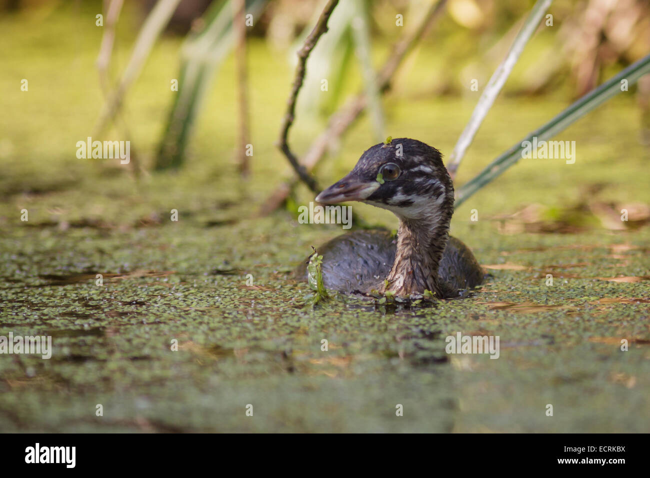 A juvenile Little Grebe Stock Photo - Alamy