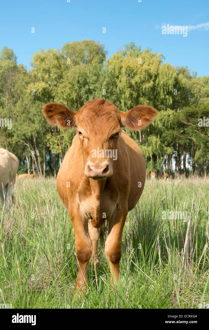 Free range cattle africa hi-res stock photography and images - Alamy