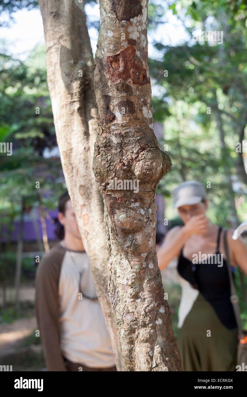 Wild pepper tree hi-res stock photography and images - Alamy