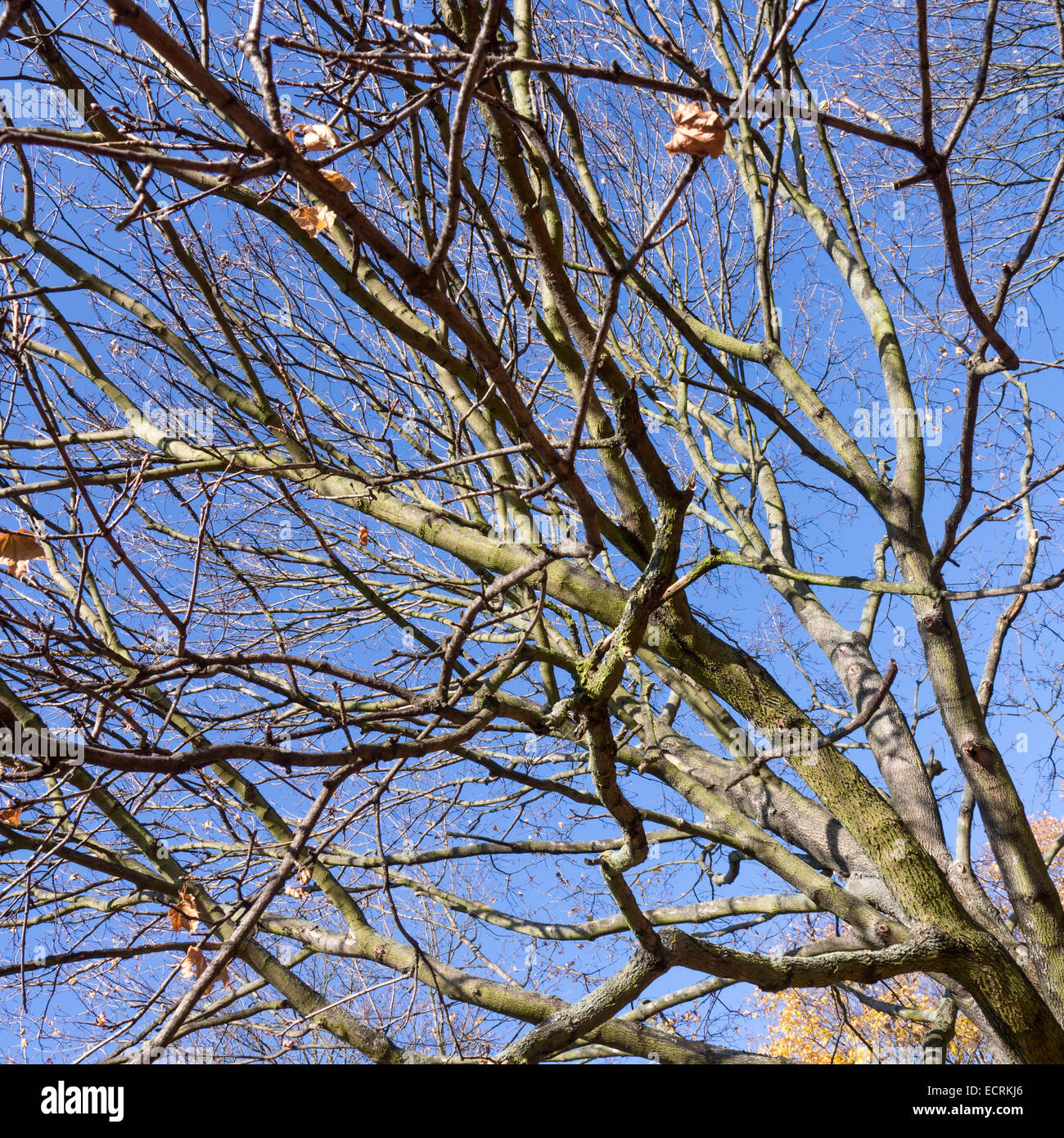 bare branches of a tree in winter Stock Photo - Alamy