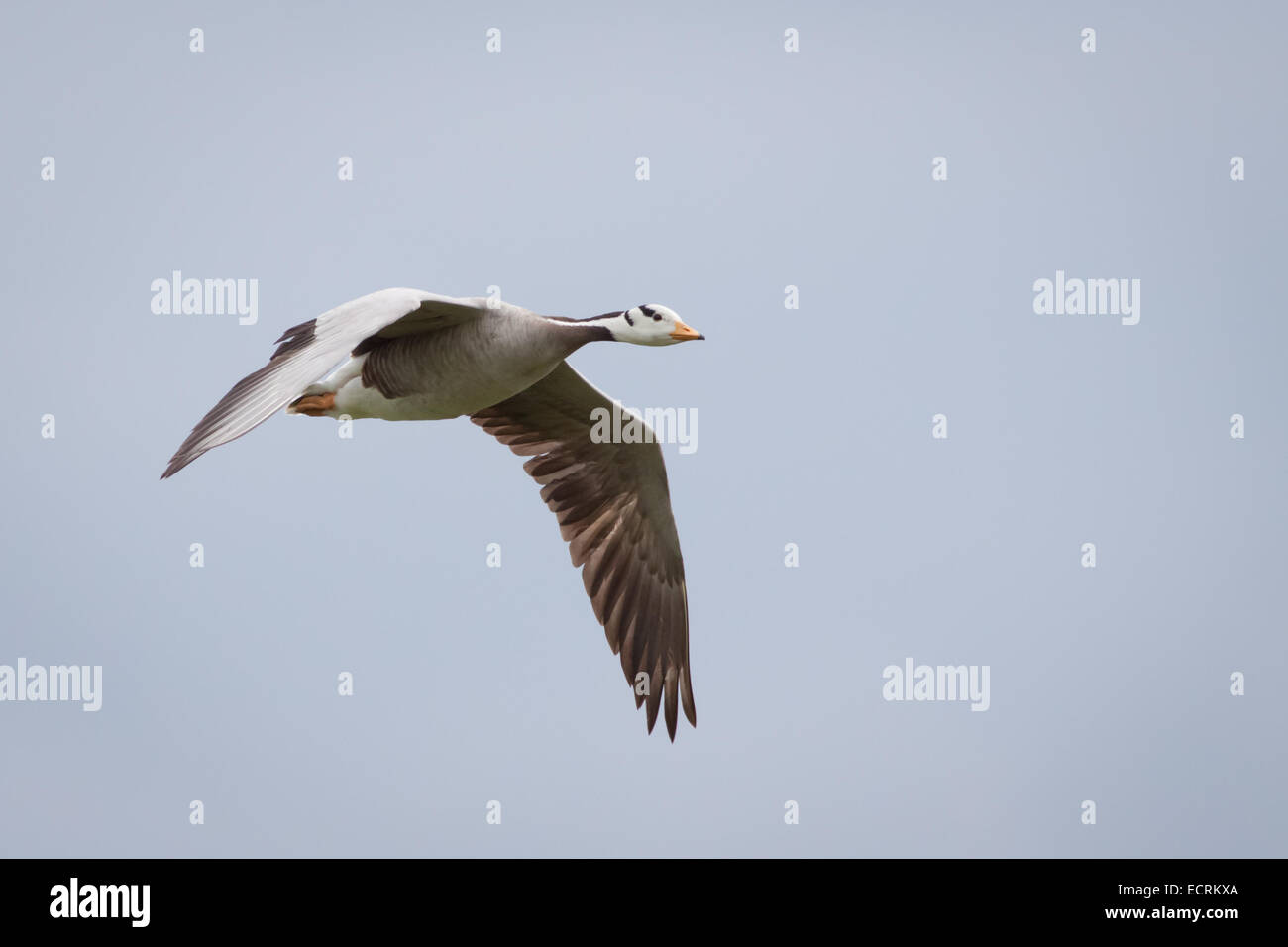 Bar headed goose flight hi-res stock photography and images - Alamy