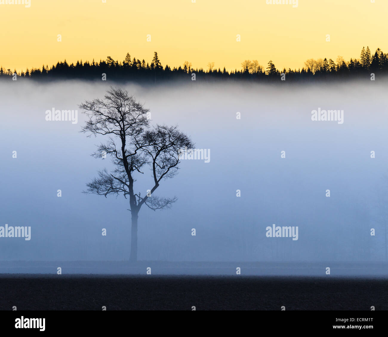 Tree covered in dense fog with a forest behind Stock Photo - Alamy