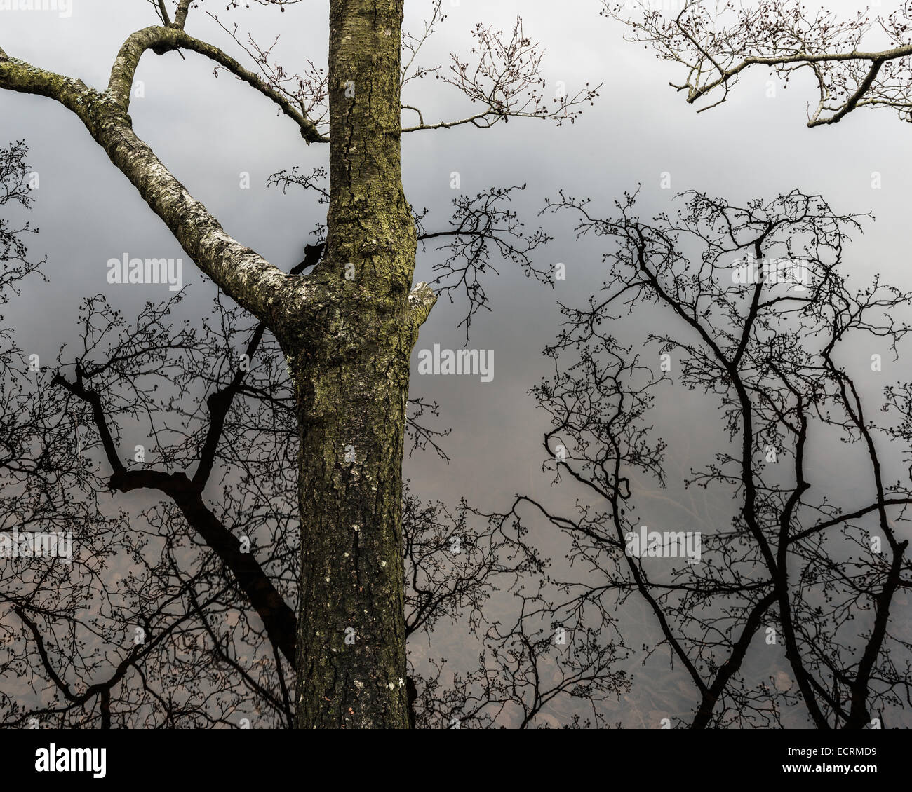 Reflection of the tree branches hi-res stock photography and images - Alamy