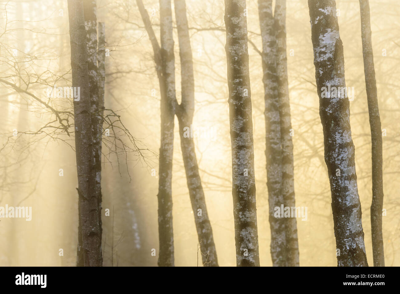 Light mist hi-res stock photography and images - Alamy