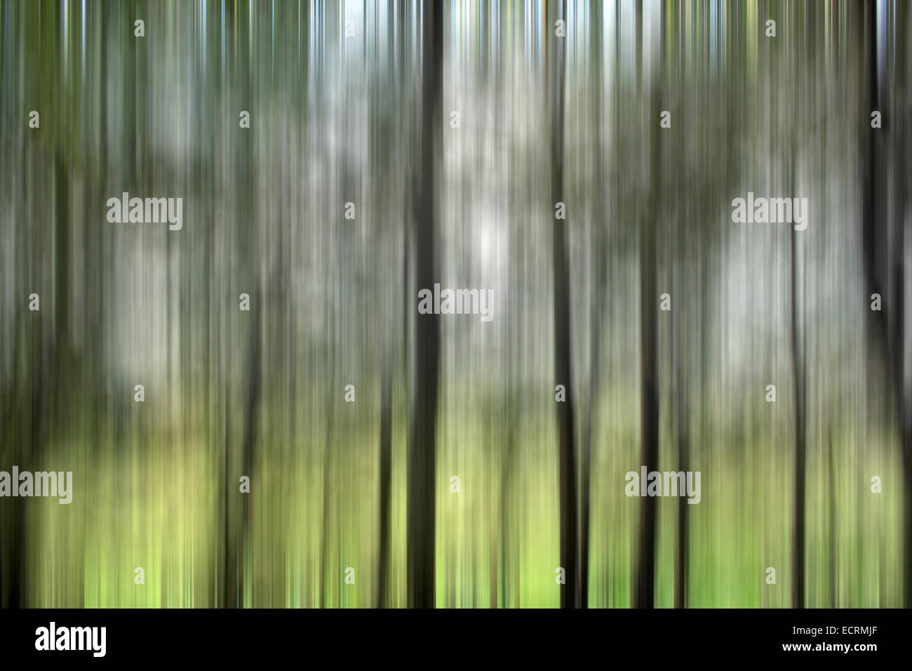 Abstract Blur of Trees in Woodland art artistic, Abstract tree blur ...