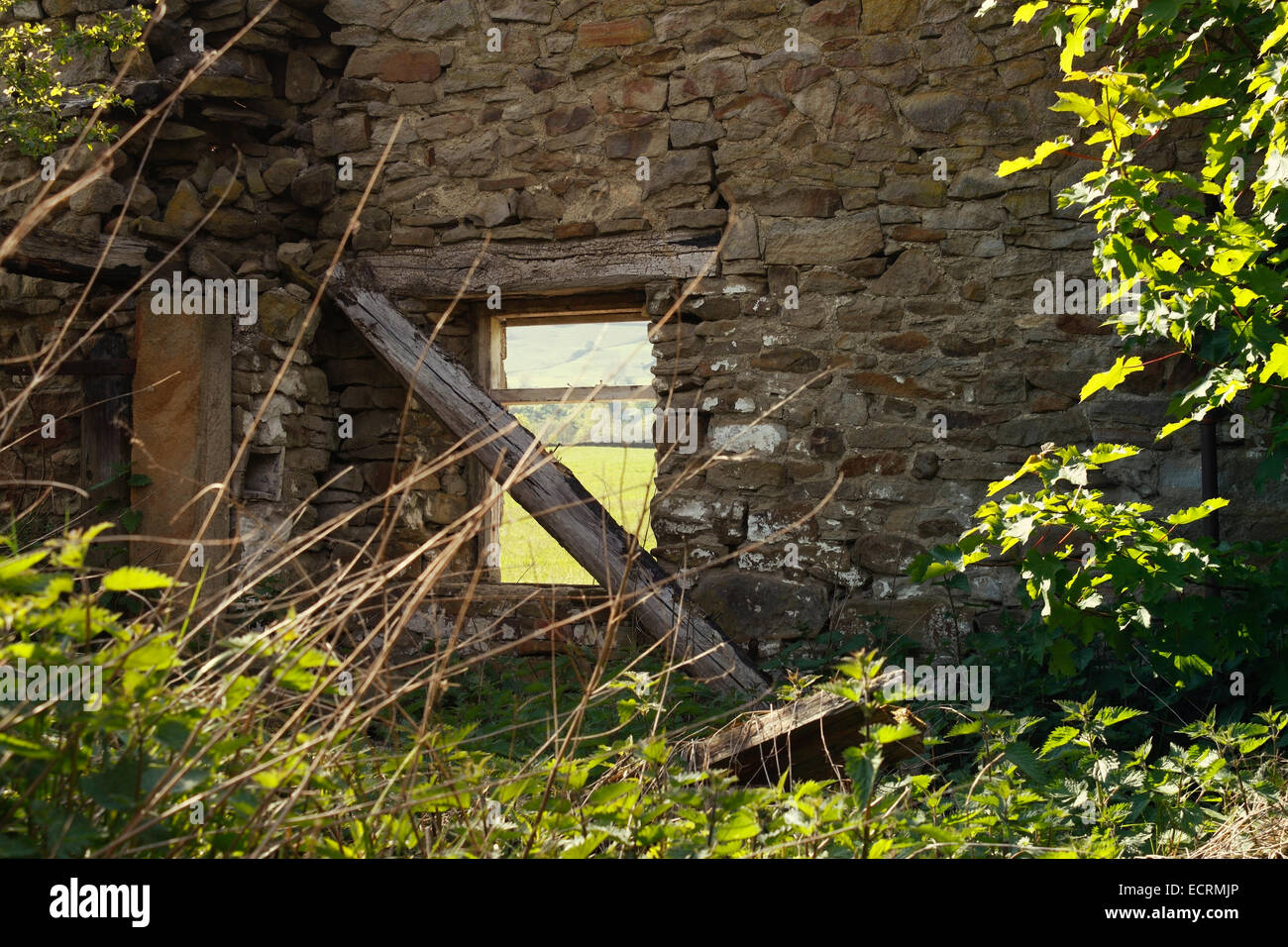 Overgrown vegetation hi-res stock photography and images - Alamy
