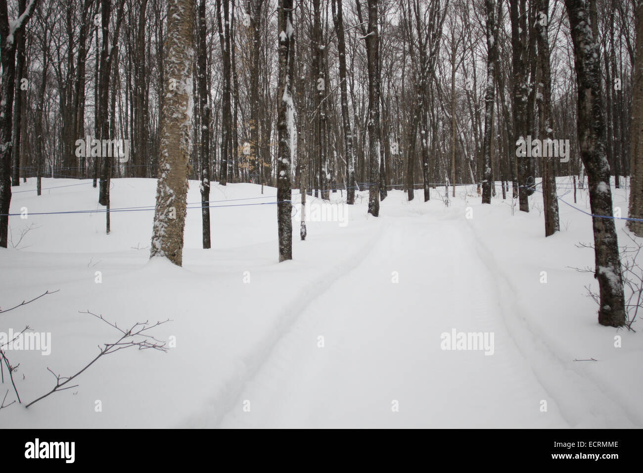 Maple Syrup farm in Quebec Stock Photo - Alamy