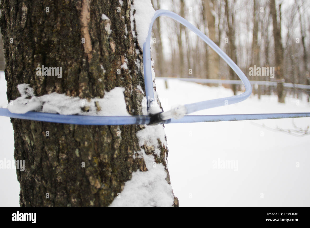 Maple syrup collection system hi-res stock photography and images - Alamy