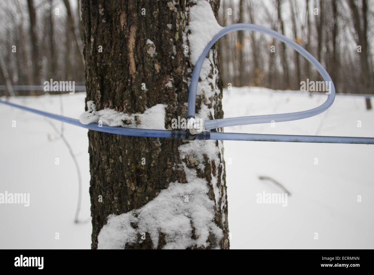 Maple syrup collection system hi-res stock photography and images - Alamy