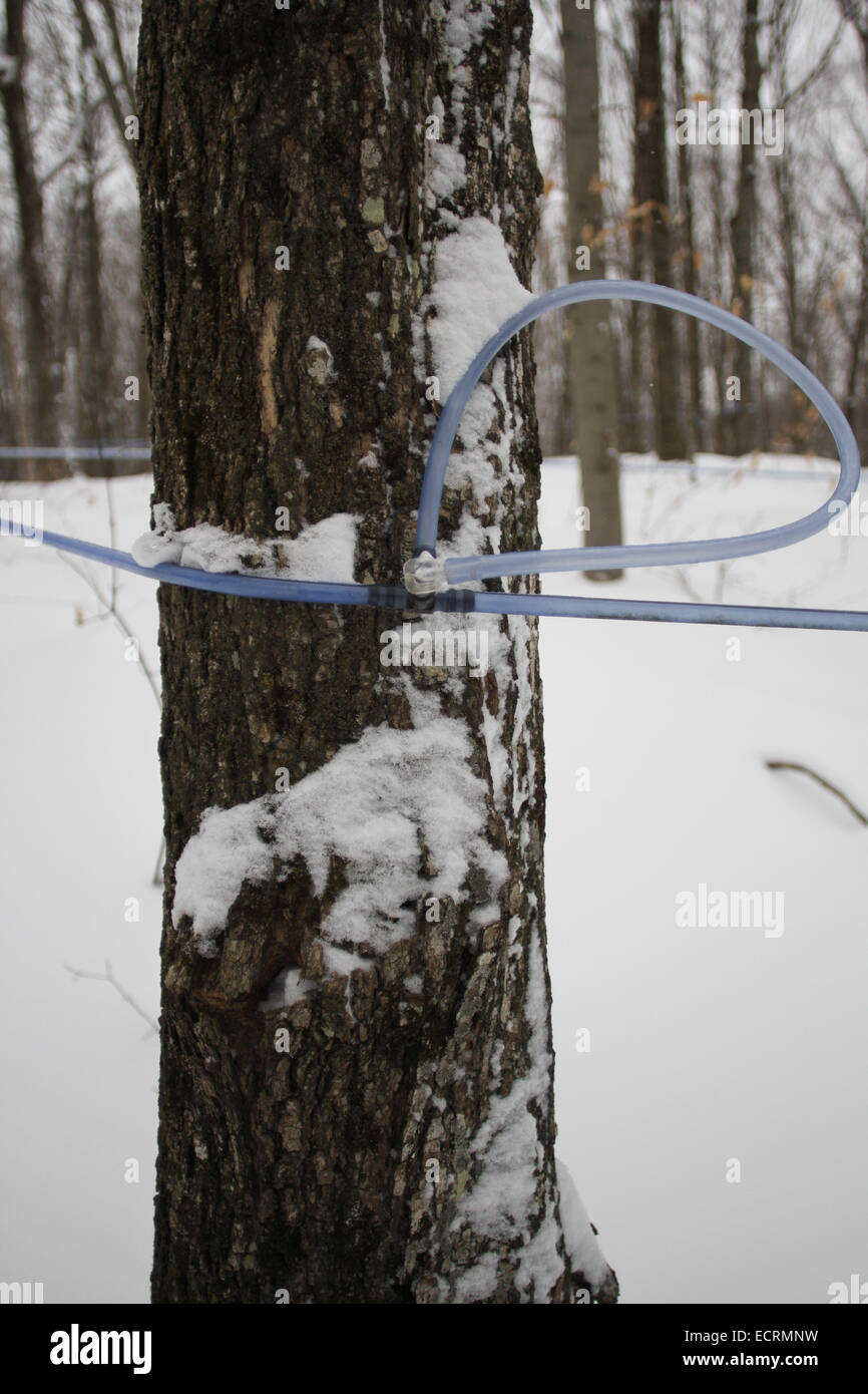 Maple syrup tree hi-res stock photography and images - Alamy