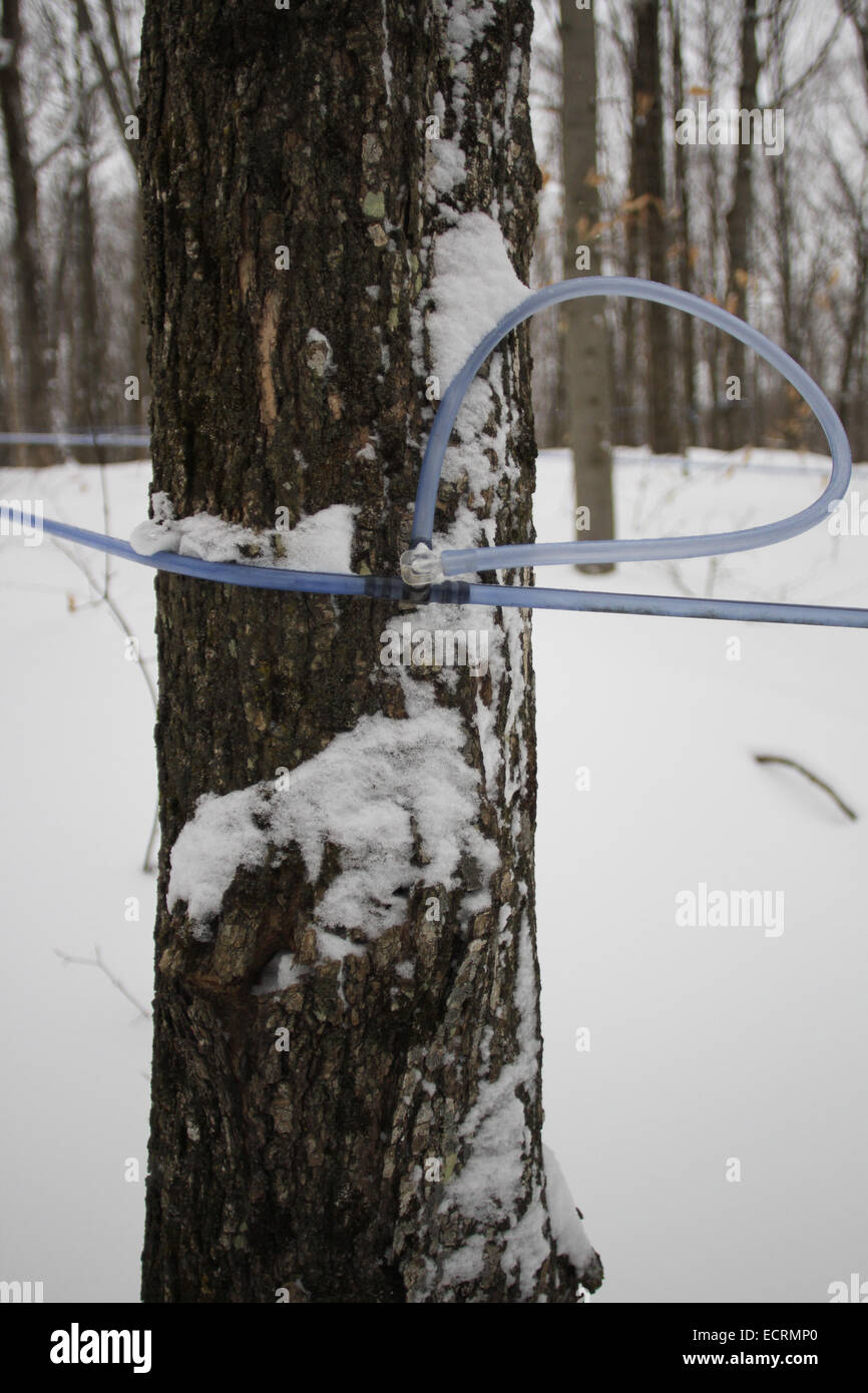 Maple syrup farm in quebec hi-res stock photography and images - Alamy