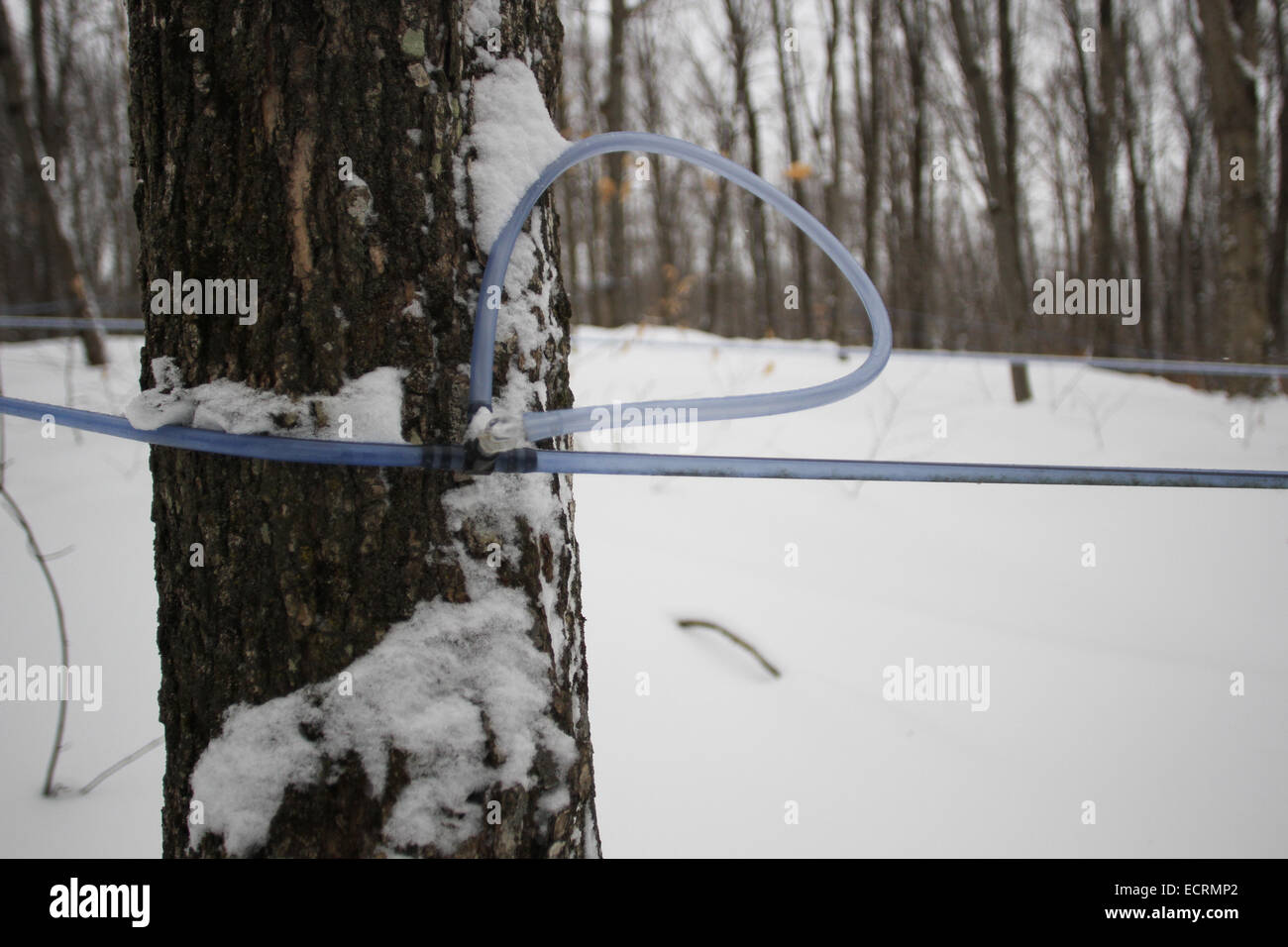Maple Syrup farm in Quebec Stock Photo - Alamy