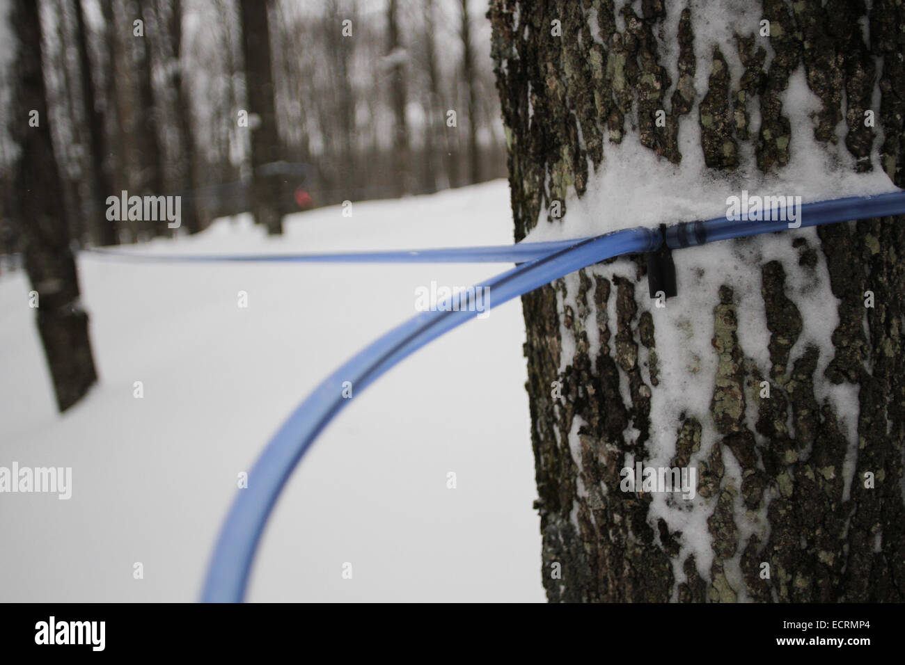 Maple Syrup farm in Quebec Stock Photo - Alamy