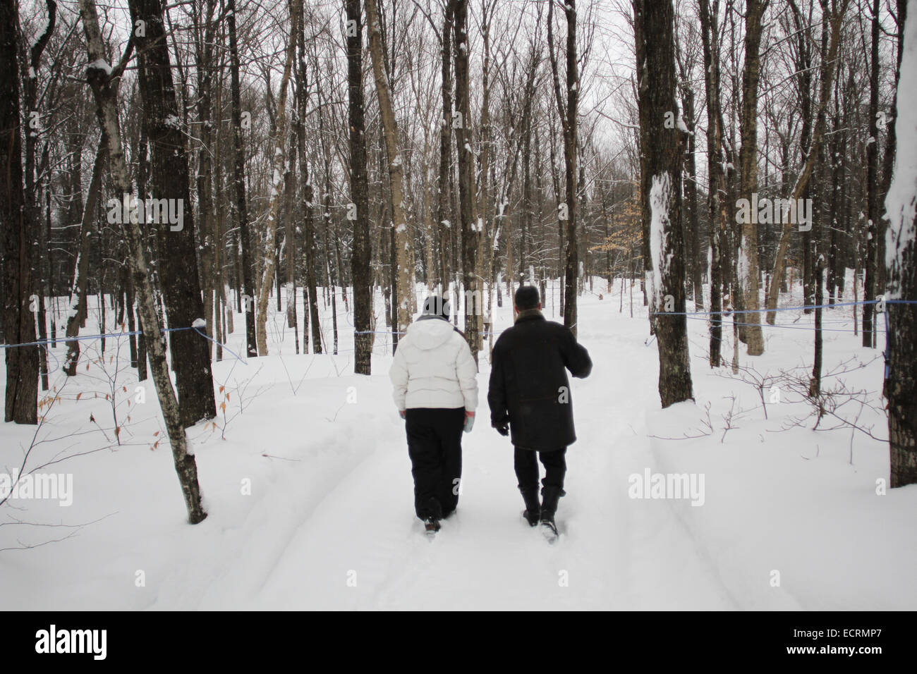 A maple syrup set up in rural Quebec,Canada Stock Photo - Alamy