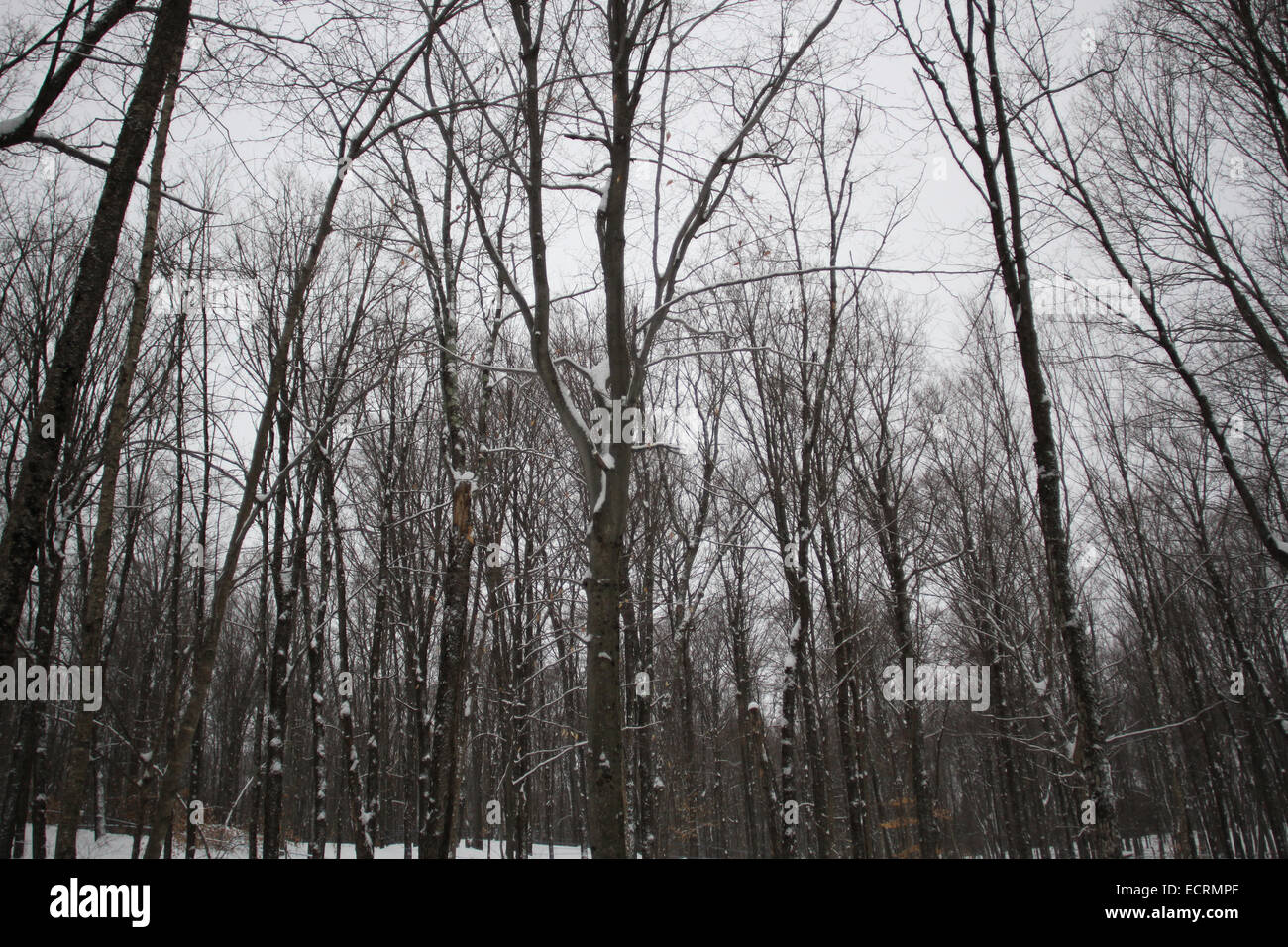 Maple syrup collection system hi-res stock photography and images - Alamy
