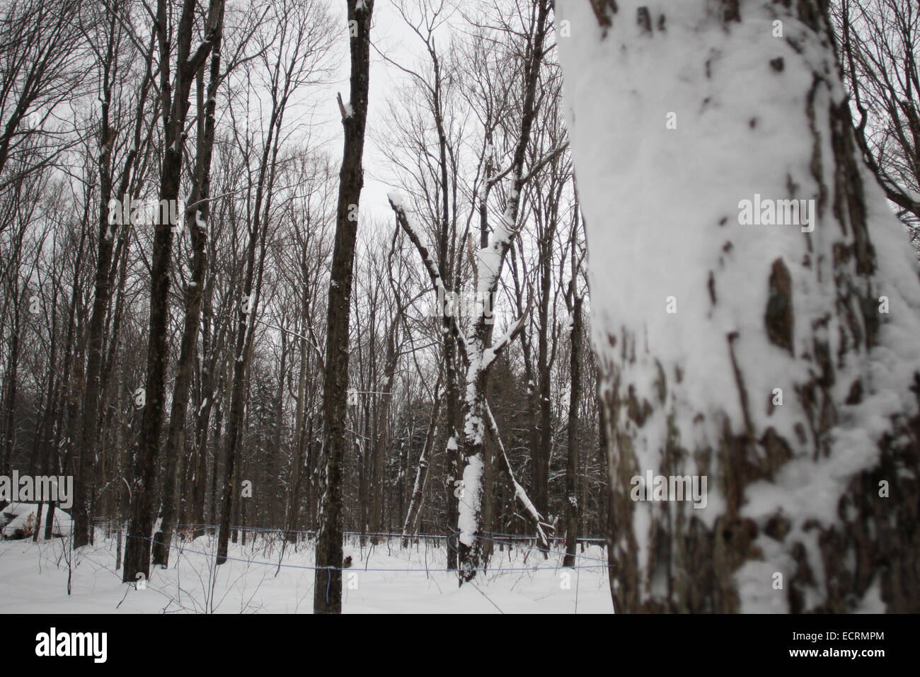 Maple Syrup farm in Quebec Stock Photo - Alamy