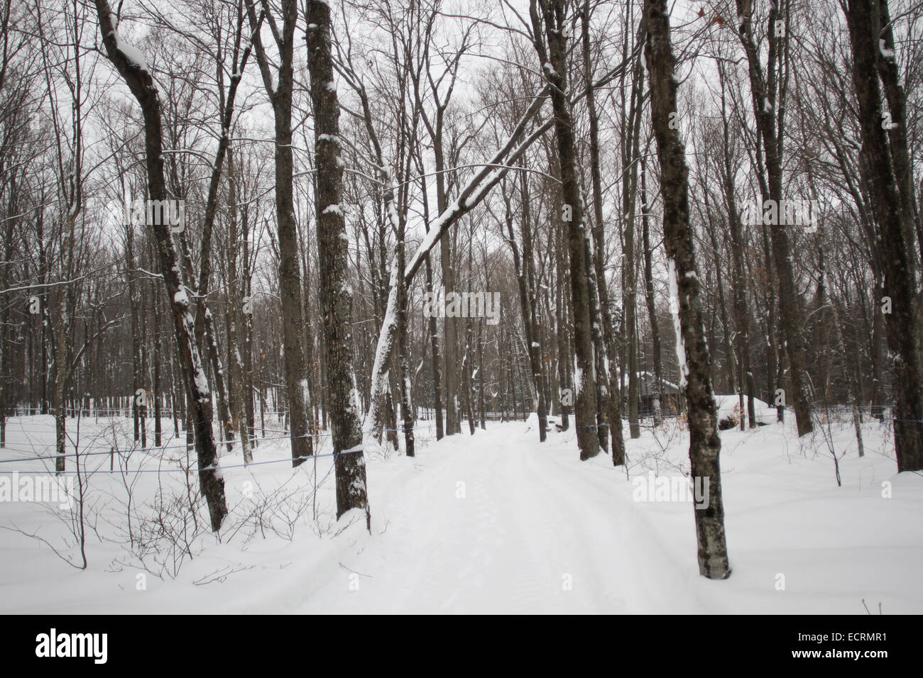 Maple Syrup farm in Quebec Stock Photo - Alamy