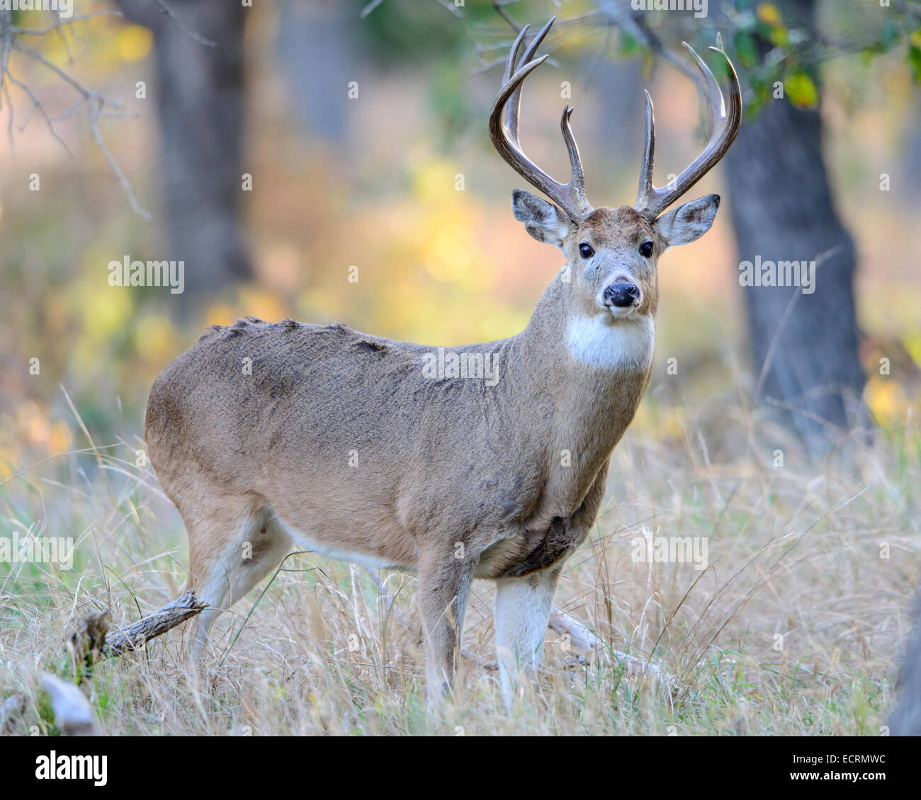 Odocoileus virginianus hi-res stock photography and images - Alamy