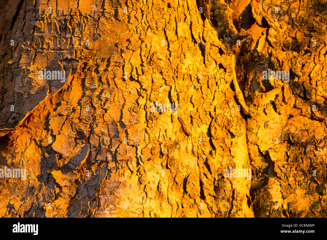 Sycamore tree peeling bark hi-res stock photography and images - Alamy