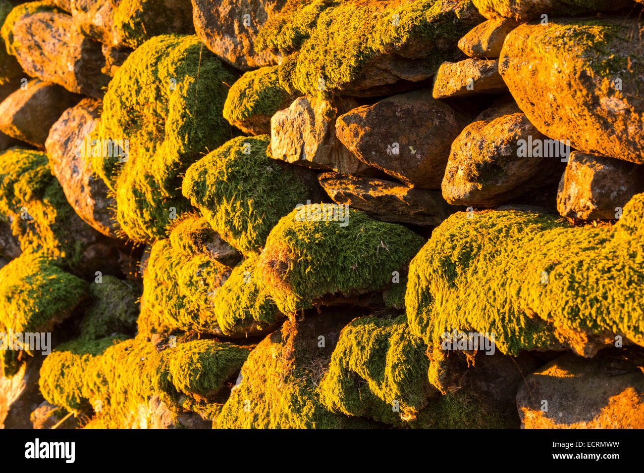 Glowing light on a dry stone wall at sunset, Ambleside, Cumbria, UK ...