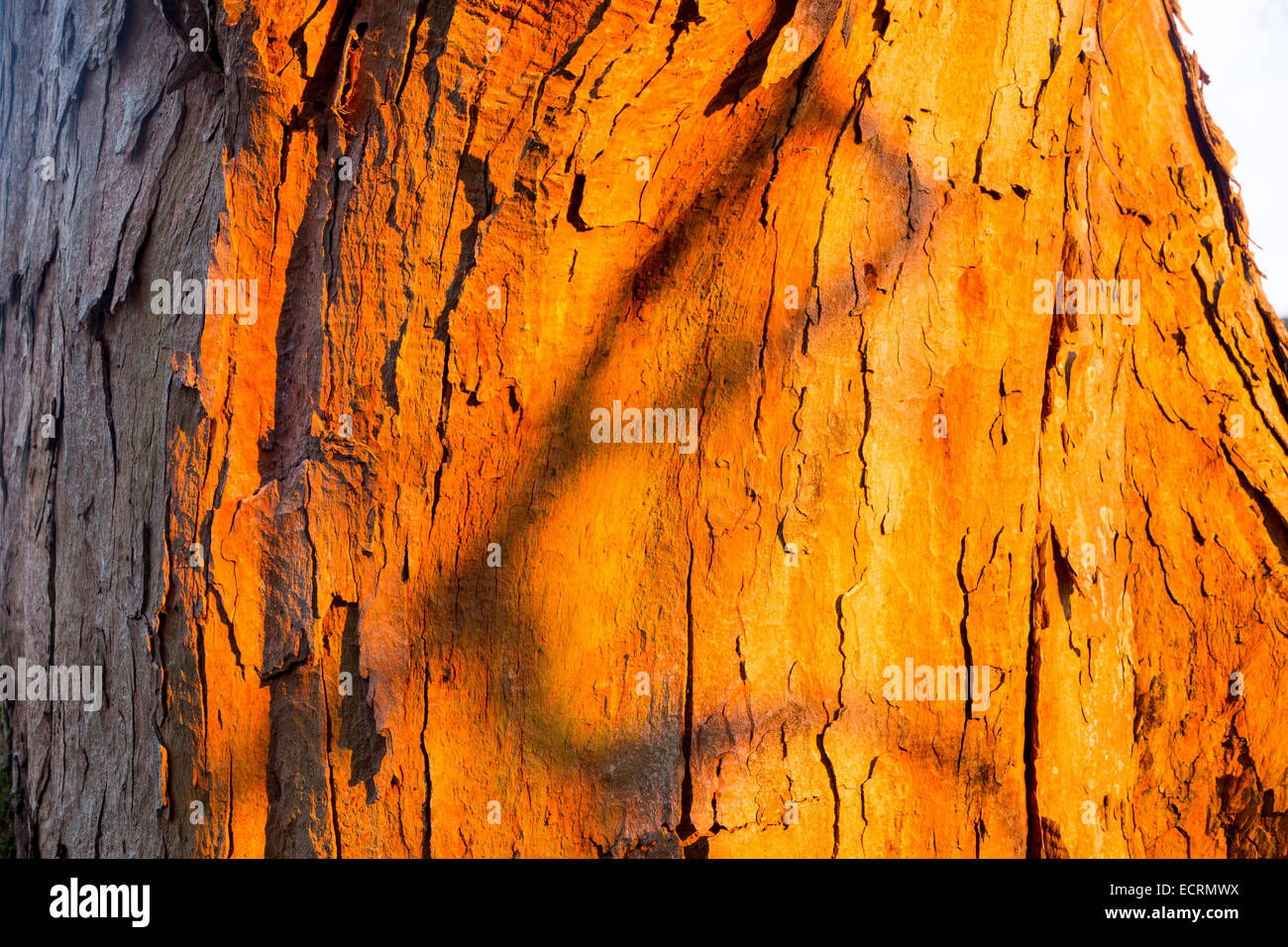 Sycamore Tree Peeling Bark Stock Photos & Sycamore Tree Peeling Bark ...