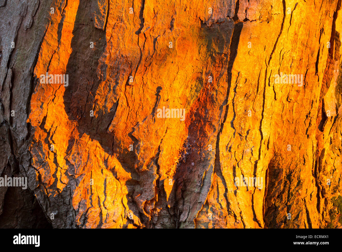 Sycamore tree peeling bark hi-res stock photography and images - Alamy