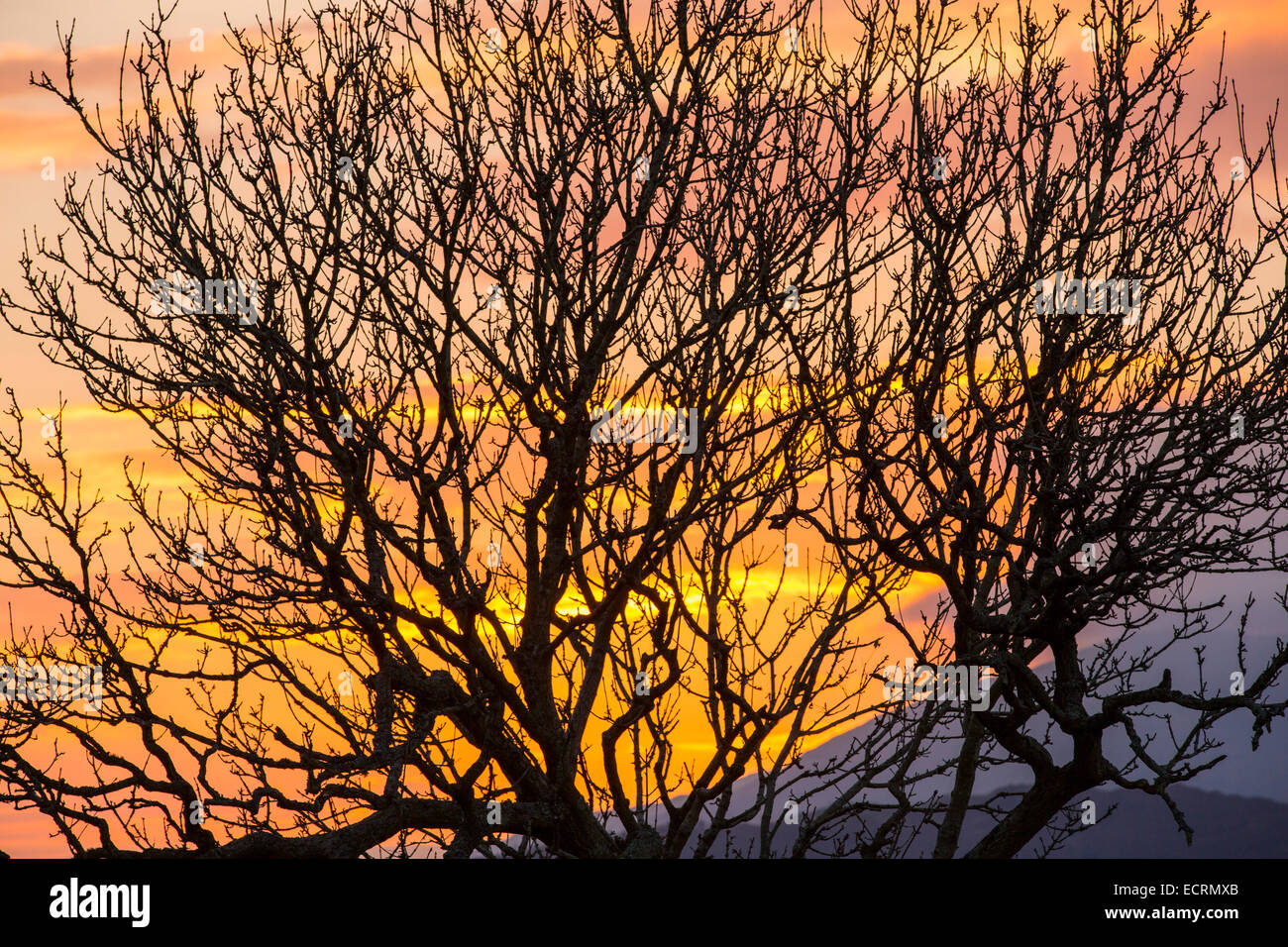 Silhouette sycamore ash tree hi-res stock photography and images - Alamy