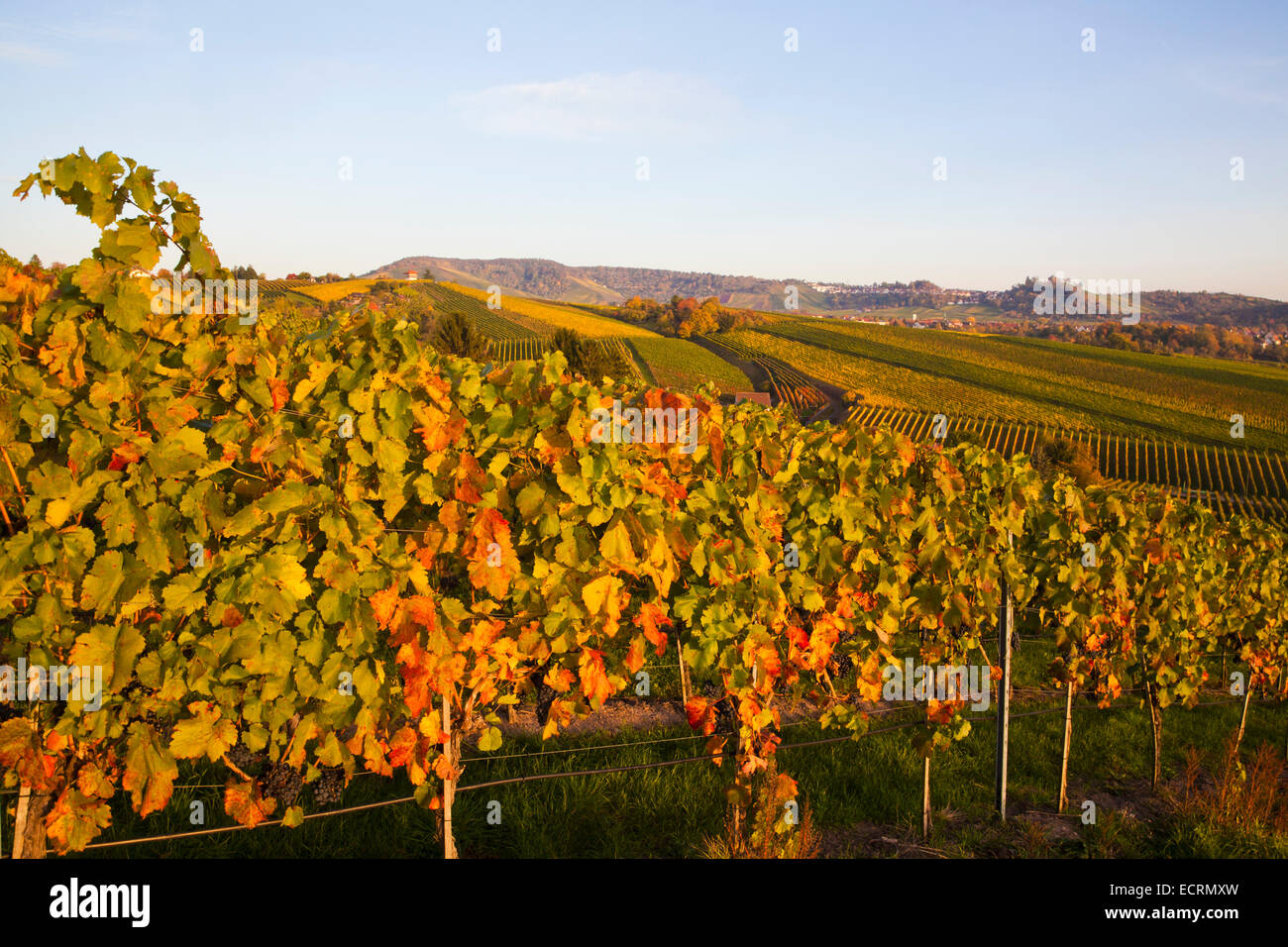 Stuttgart, germany vineyard hi-res stock photography and images - Alamy