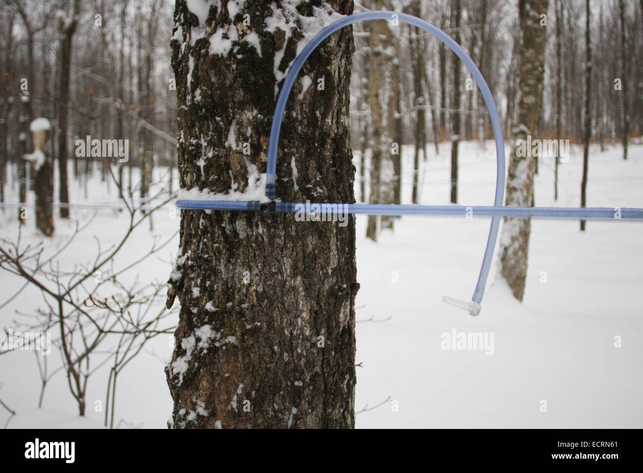 Maple Syrup farm in Quebec Stock Photo - Alamy