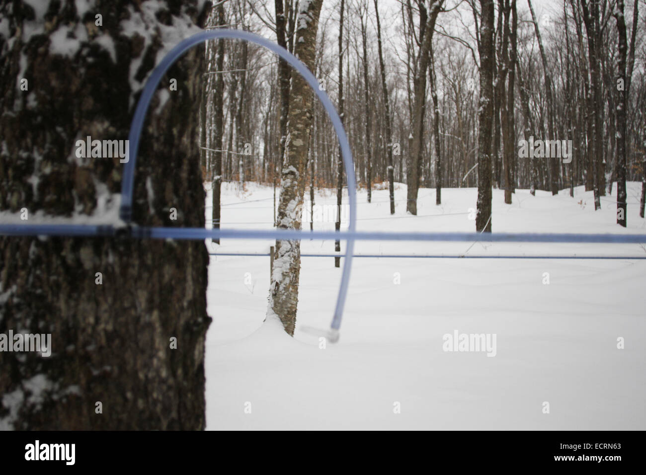 Maple Syrup farm in Quebec Stock Photo - Alamy