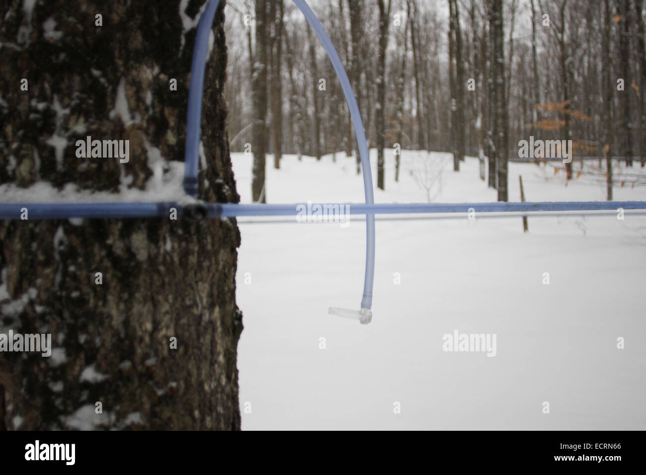Maple Syrup Collection System High Resolution Stock Photography and ...