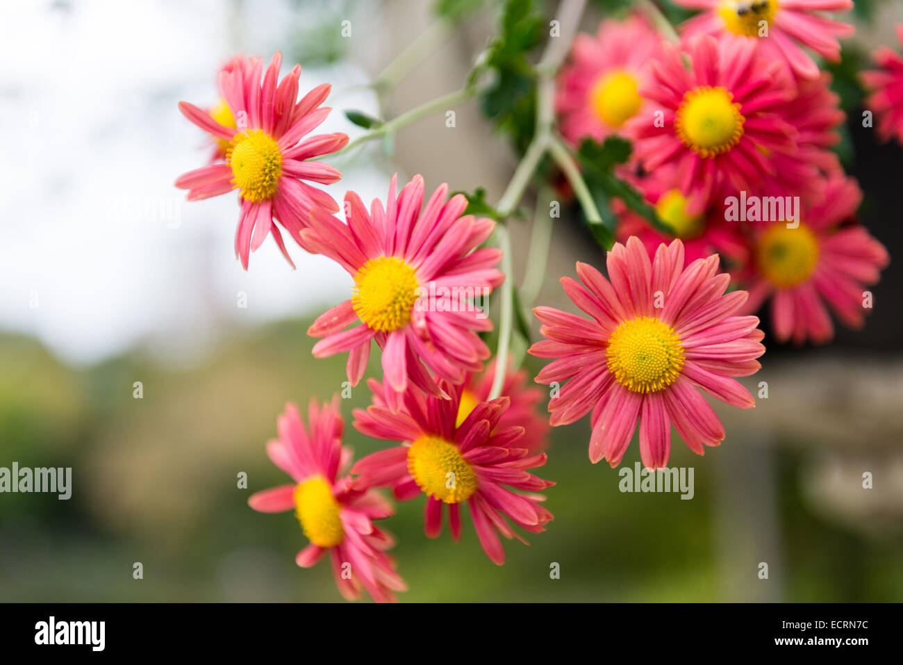 Colorful flowers in a corner at Central Park, Manhattan, New York City ...