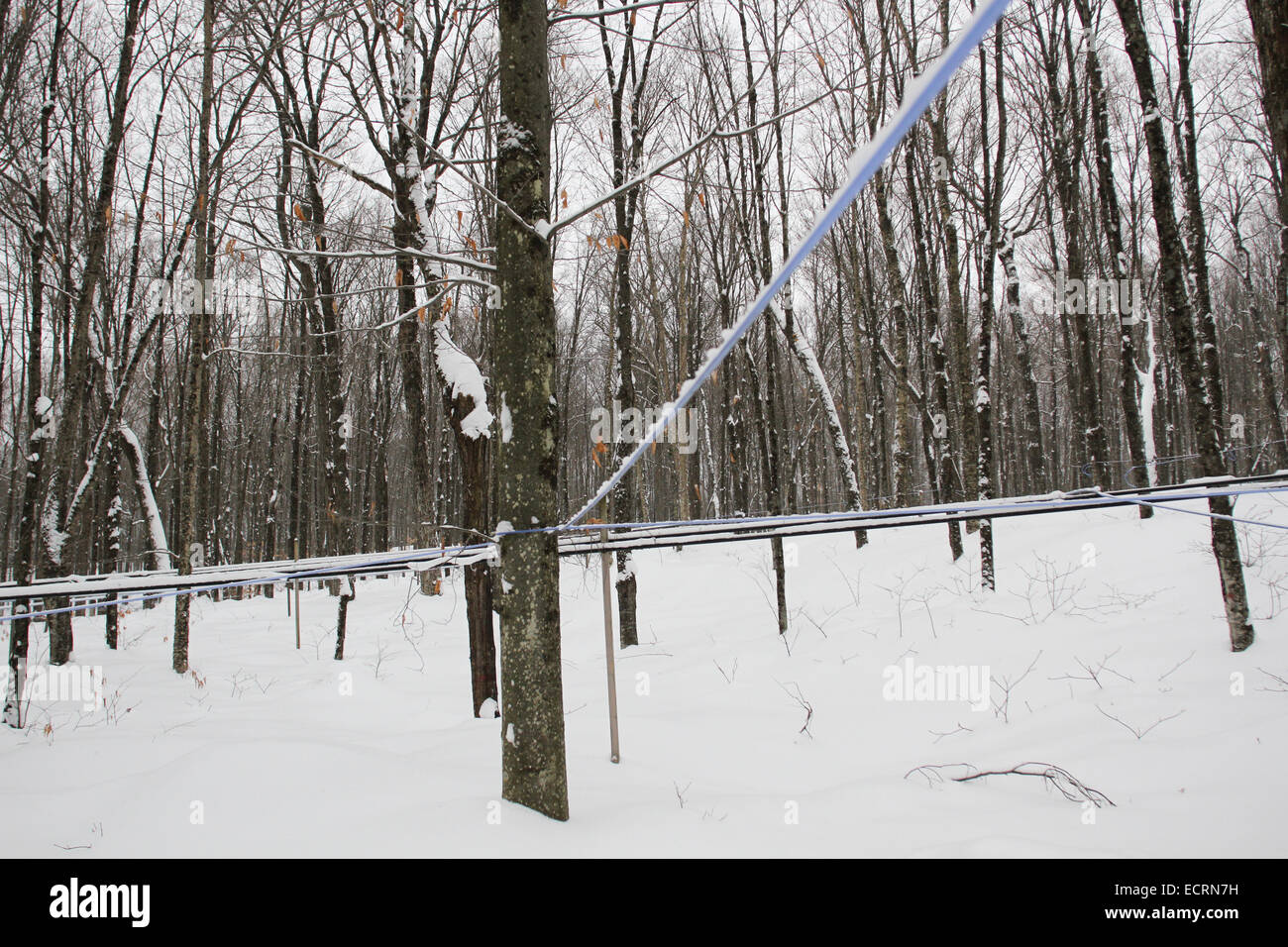 A maple syrup set up in rural Quebec,Canada Stock Photo - Alamy