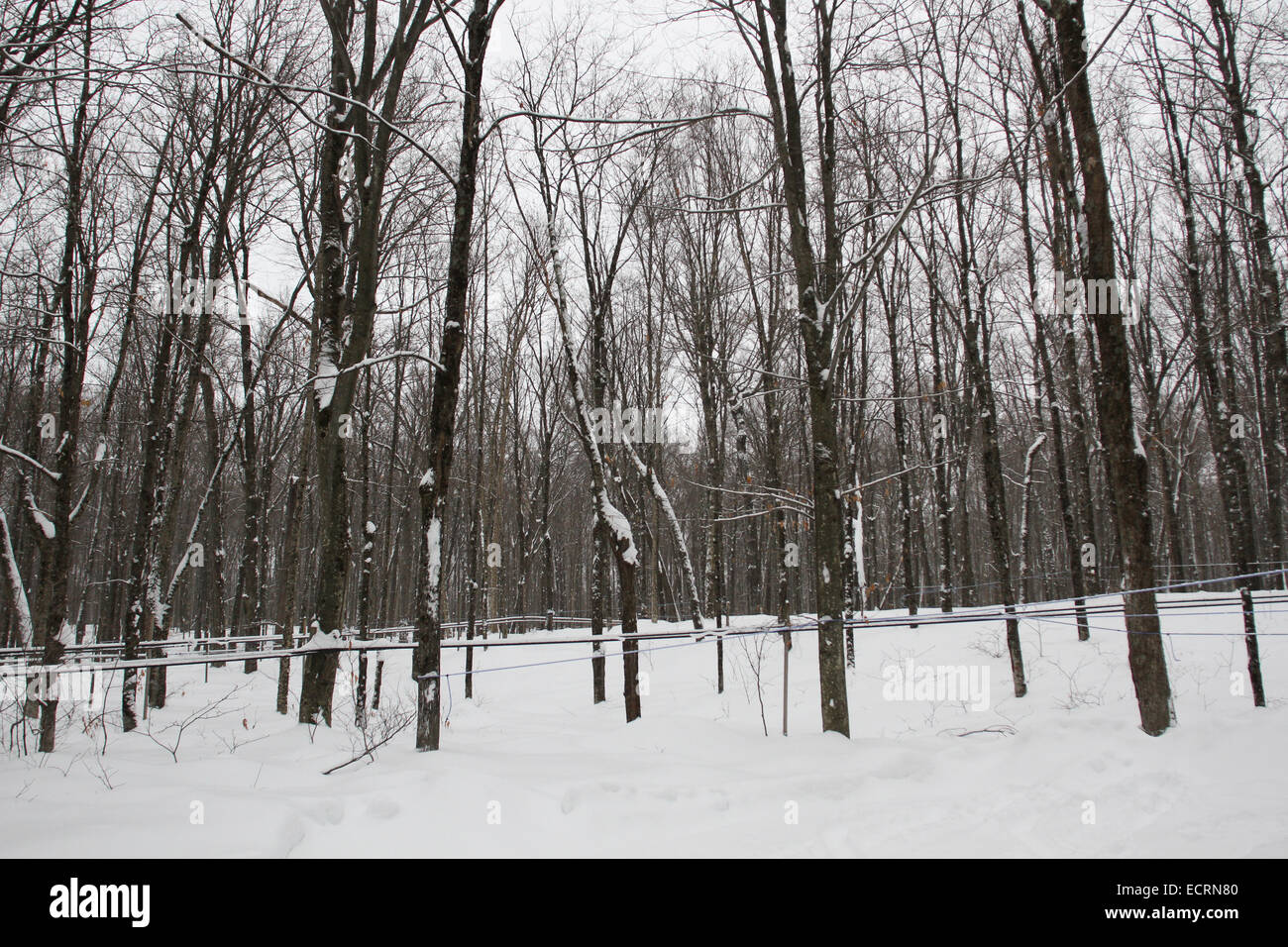 A maple syrup set up in rural Quebec,Canada Stock Photo - Alamy