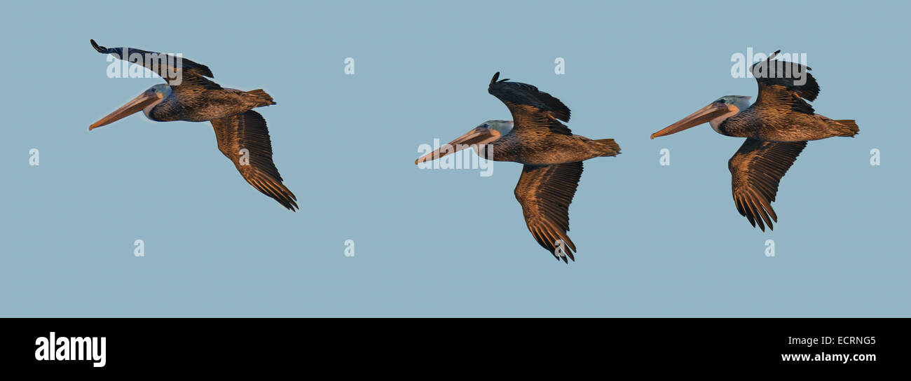 Pelicans in flight formation hi-res stock photography and images - Alamy