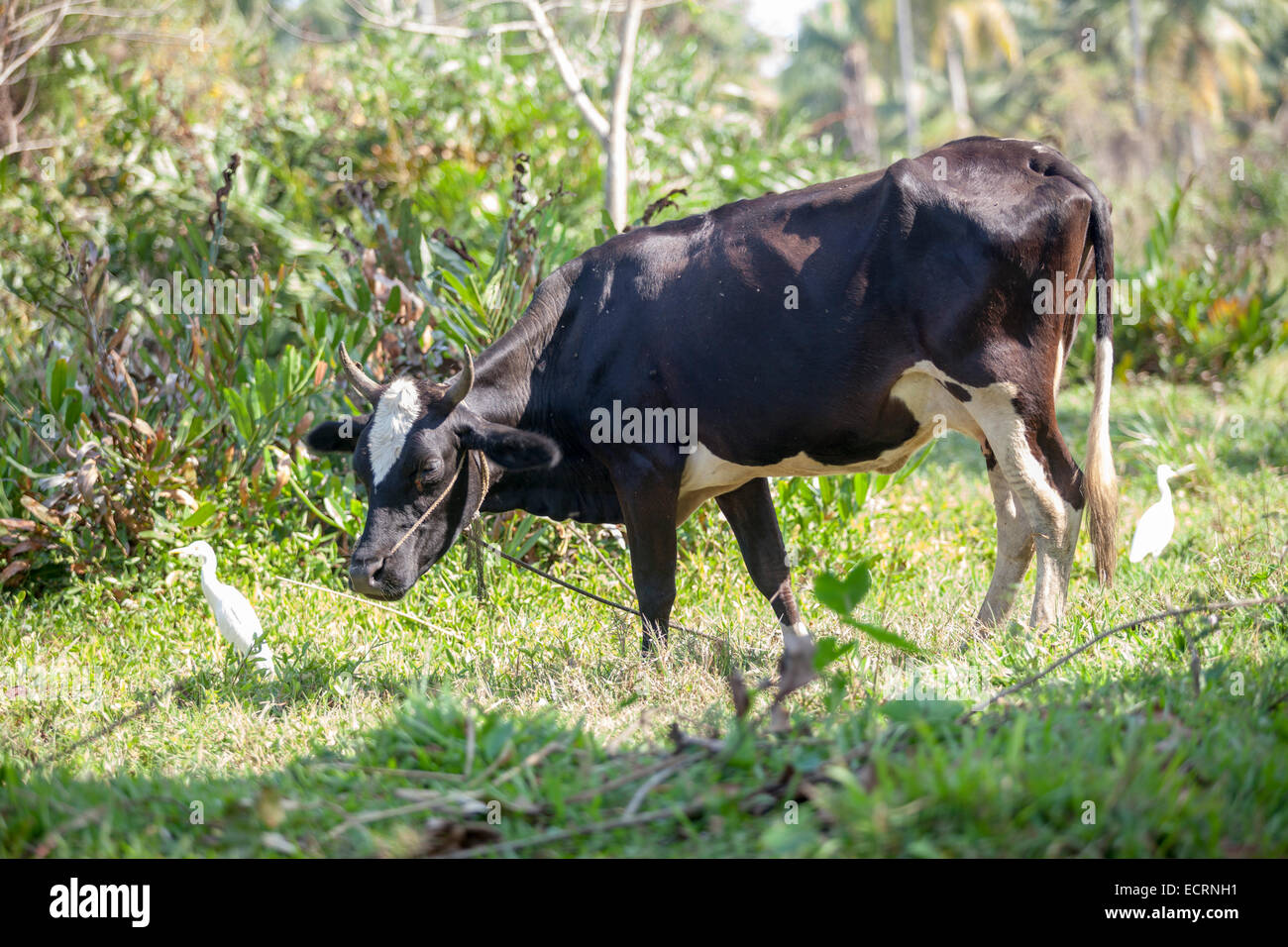 Farming Cow Kerala High Resolution Stock Photography and Images - Alamy