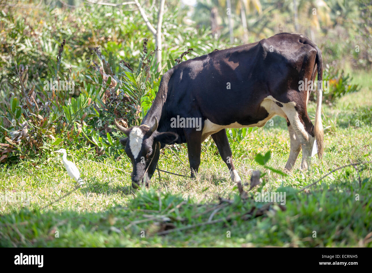 Farming cow kerala hi-res stock photography and images - Alamy