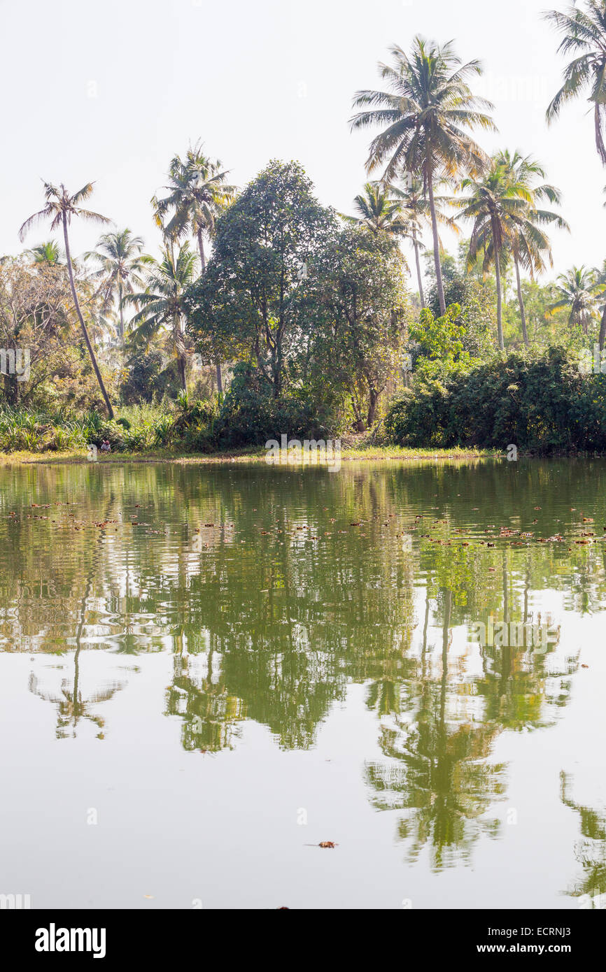 Reflection of palm trees hi-res stock photography and images - Alamy